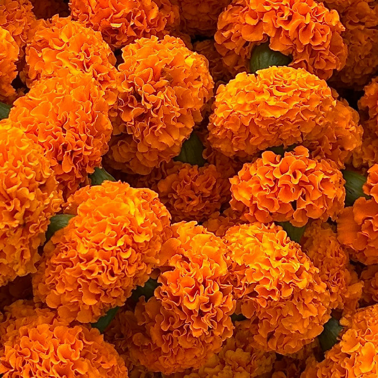 Collections – foundling